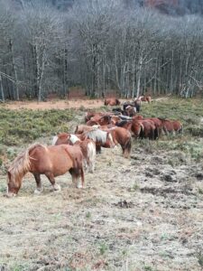 Regional Development Models on Pyric Herbivorism, a Tool for ...