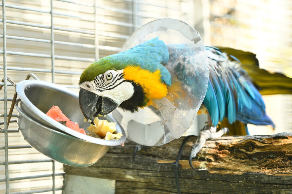 Combating illegal trafficking in CITES animals through knowledge and ...