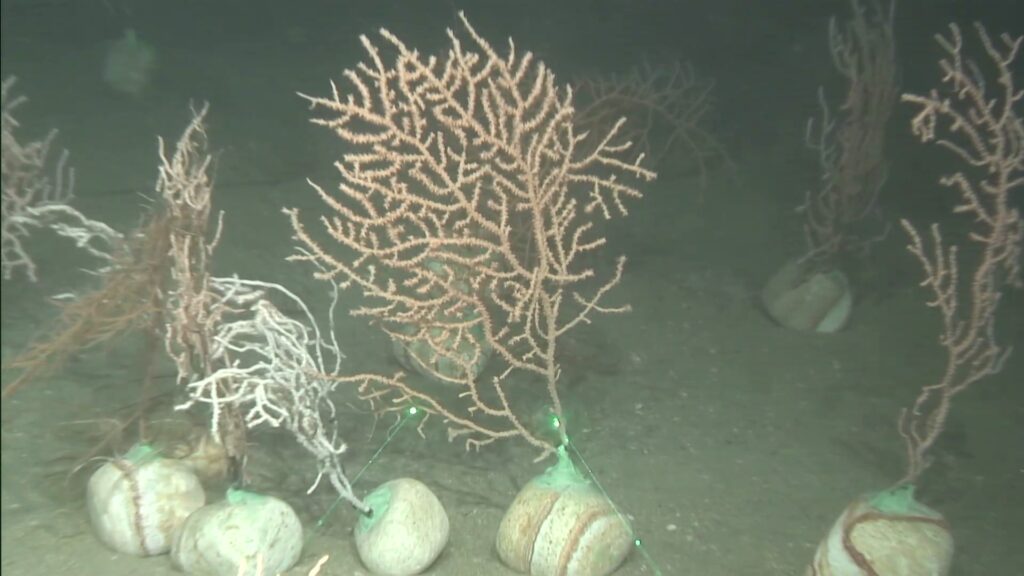 More than 250 corals and gorgonians recovered under the LIFE Ecorest ...