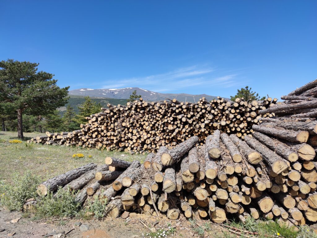 Forestry bioeconomy and water management as a revulsive for the ...