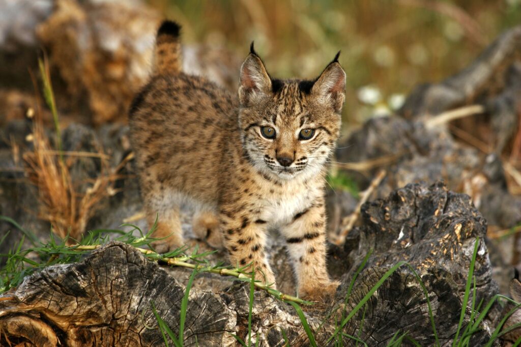 The Iberian lynx population surpassed 2,000 in 2023 and is ...
