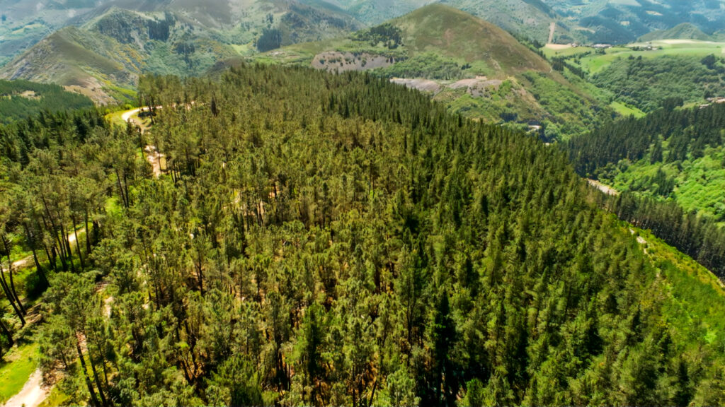 Chestnut and resin as a multifunctional use to promote active forest ...