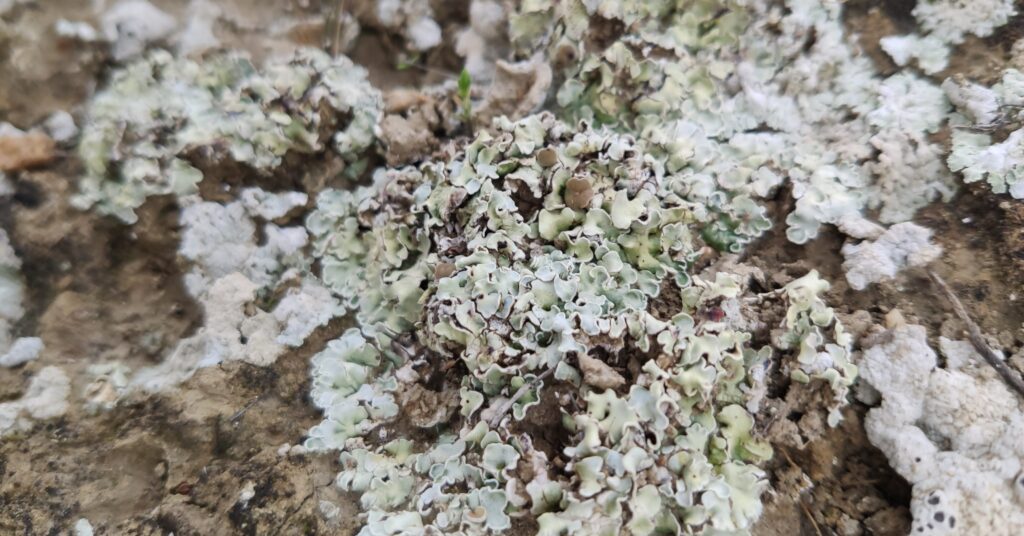 Conservation of biocrusts as a strategy for adaptation to climate change: aligning scientific ...