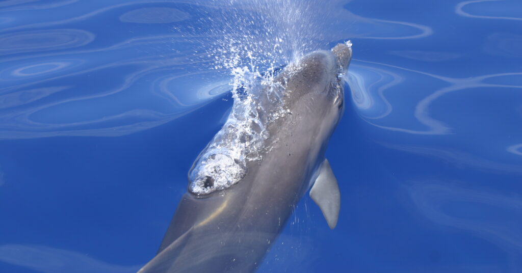 Implementation of new techniques for monitoring habitats, species ...